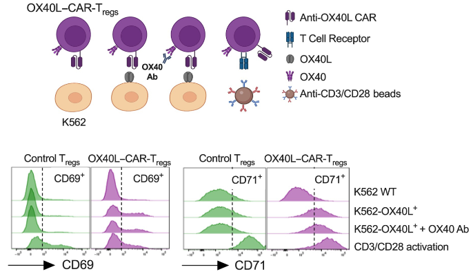 Science子刊：另辟蹊径，CART细胞治疗移植物抗宿主病 (GVHD)医药新闻-ByDrug-一站式医药资源共享中心-医药魔方