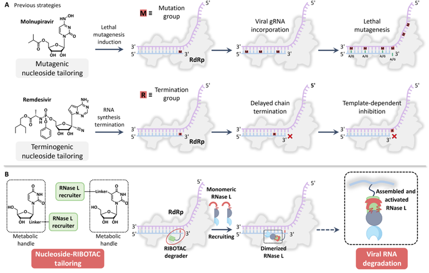 RIBOTACs：PROTACs后的又一顶流！看这篇就够了医药新闻-ByDrug-一站式医药资源共享中心-医药魔方