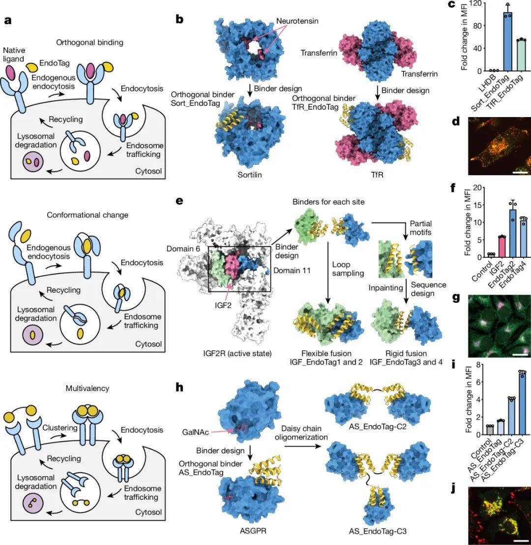 David Baker最新Nature！这次竟与LYTAC有关医药新闻-ByDrug-一站式医药资源共享中心-医药魔方