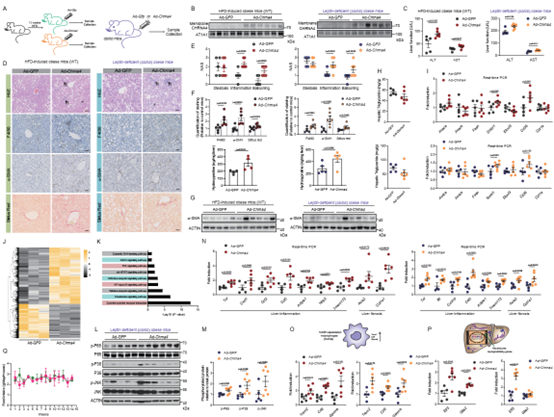 IF=29.0∣王丽蕊团队揭示肝实质细胞特异性表达的CHRNA4受体在MASH发展中的调控作用及新机制医药新闻-ByDrug-一站式医药资源 ...