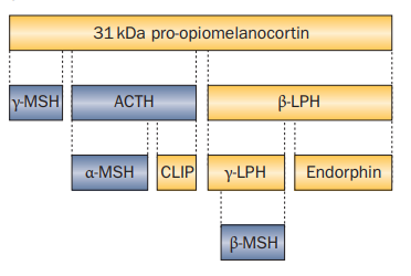 解读ACTH：高血压与肾上腺功能的新视角医药新闻-ByDrug-一站式医药资源共享中心-医药魔方