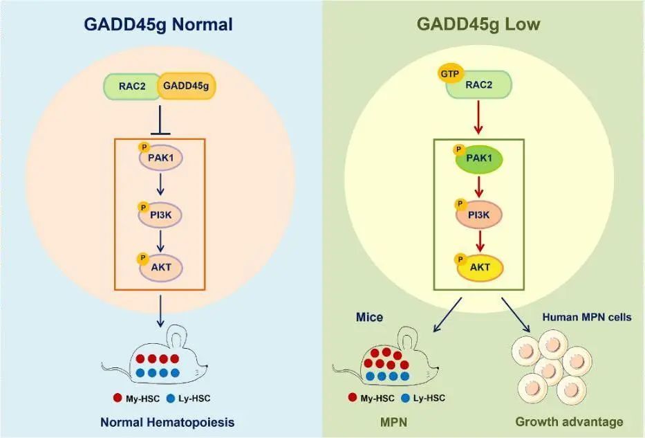 Nat Commun | 马小彤/程涛/肖志坚/张磊团队首次揭示GADD45g是新的骨髓增殖性肿瘤致病因子医药新闻-ByDrug-一站式医药 ...