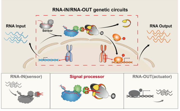 Nature Communications | 哺乳动物活细胞内可编程重构RNA调控网络的人工基因线路医药新闻-ByDrug-一站式医药资源共享中心-医药魔方