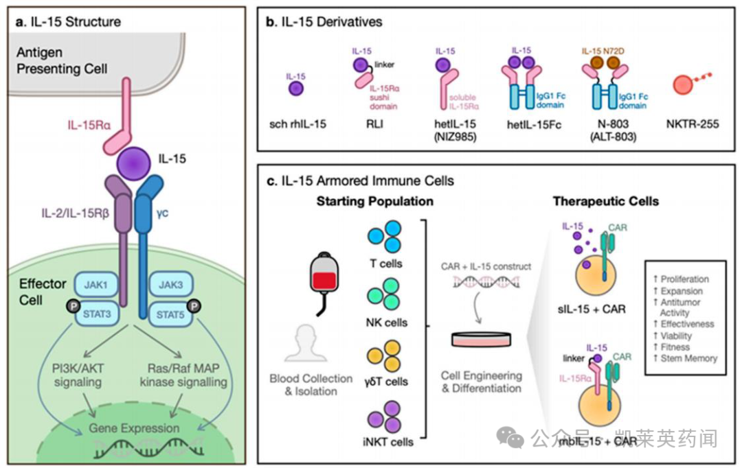 全球首个IL-15药物获批！ImmunityBio的Anktiva获FDA批准用于治疗卡介苗不响应的非肌肉浸润性膀胱癌医药新闻-ByDrug-一站式医药资源共享中心-医药魔方