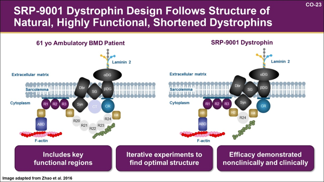 定价320万美元，首款DMD基因疗法获FDA完全批准！医药新闻-ByDrug-一站式医药资源共享中心-医药魔方