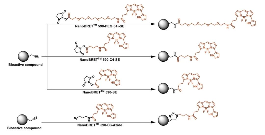 技术 | 利用HiBiT标签与NanoBRET™ TE技术研究GPCRs与配基结合医药新闻-ByDrug-一站式医药资源共享中心-医药魔方