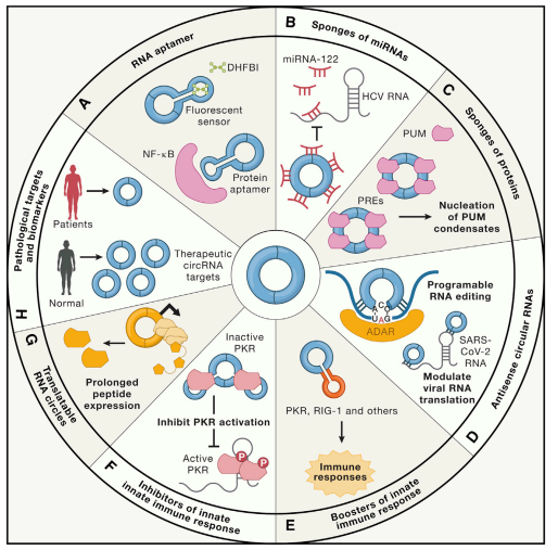 下一代重磅药物？全球首个环状RNA药物获FDA临床试验许可医药新闻-ByDrug-一站式医药资源共享中心-医药魔方
