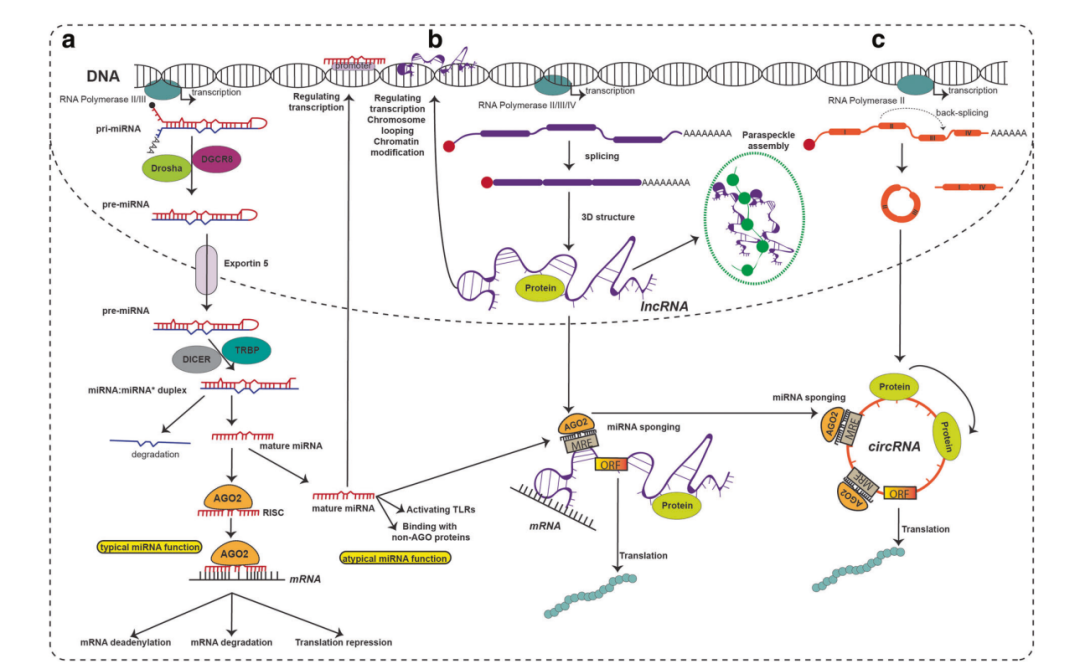 下一代重磅药物？全球首个环状RNA药物获FDA临床试验许可医药新闻-ByDrug-一站式医药资源共享中心-医药魔方