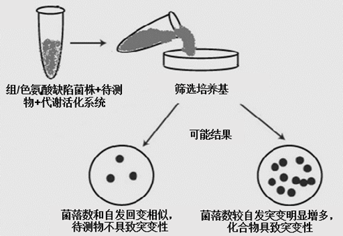 IPHASE/汇智和源 多领域遗传毒理Ames试验试剂盒全新升级医药新闻-ByDrug-一站式医药资源共享中心-医药魔方