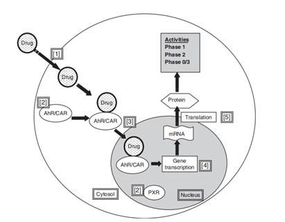 IPHASE/汇智和源 代谢酶相关DDI评估之CYP酶诱导医药新闻-ByDrug-一站式医药资源共享中心-医药魔方