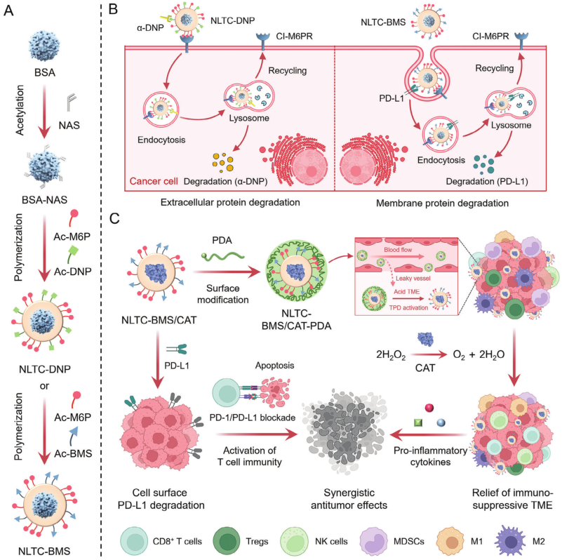 蛋白降解新技术——NLTC | 中国科学家新成果医药新闻-ByDrug-一站式医药资源共享中心-医药魔方
