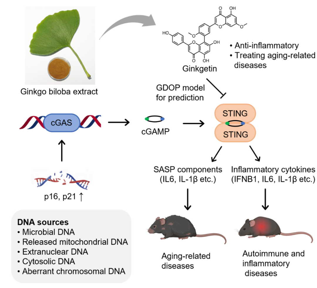 Adv Sci | 上海药物所合作揭示银杏素通过靶向STING缓解衰老的分子机制医药新闻-ByDrug-一站式医药资源共享中心-医药魔方
