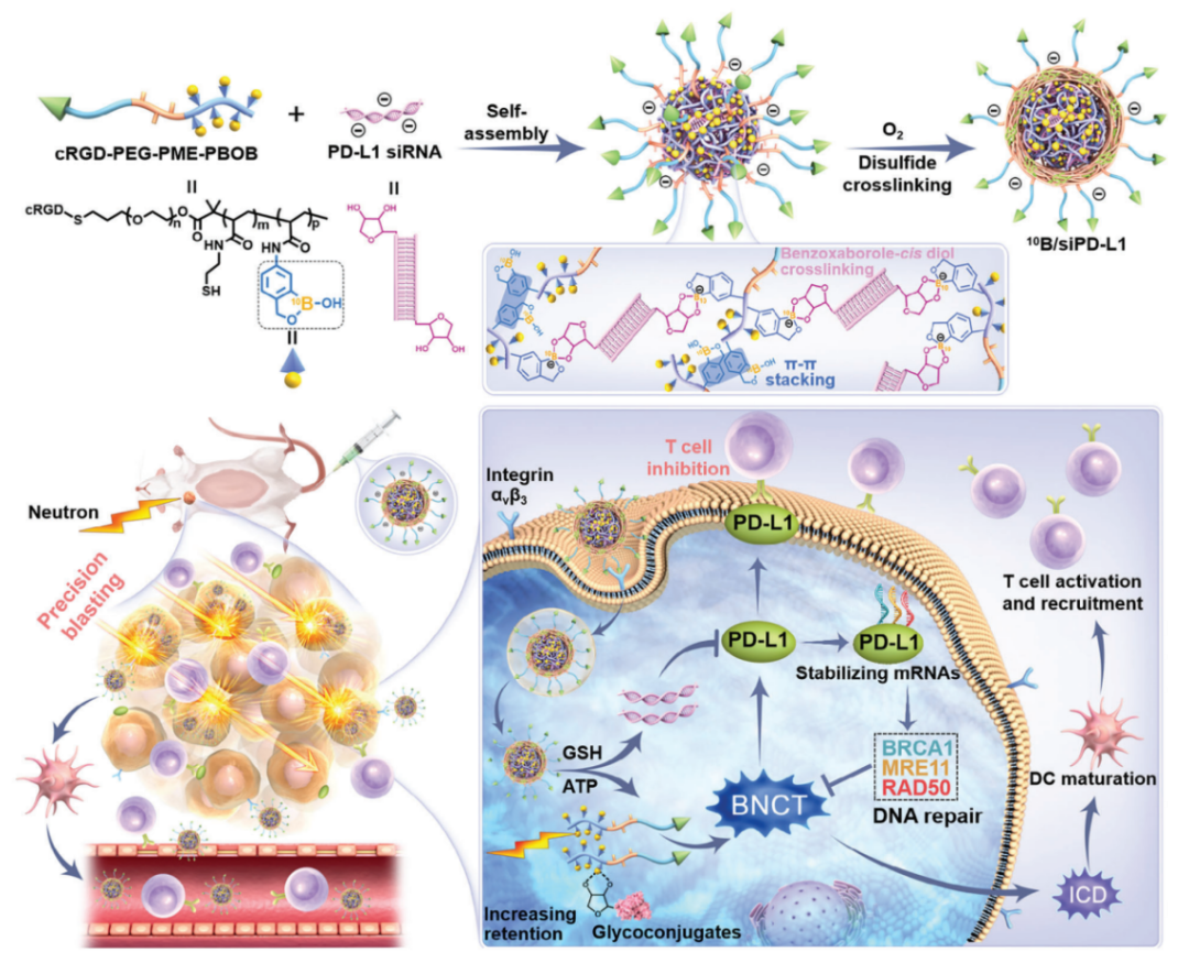 Advanced Materials | PD-L1 siRNA负载的硼纳米颗粒：精准癌症放疗与免疫治疗的新突破医药新闻-ByDrug-一站式医药资源共享中心-医药魔方