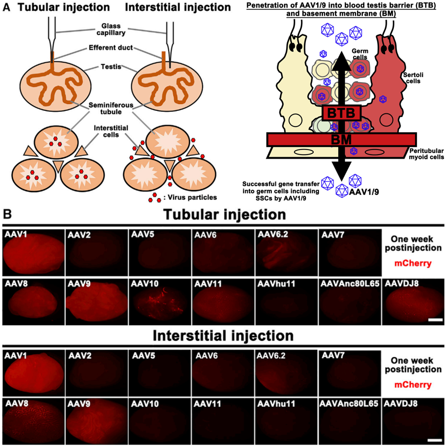 吉玛AAV研究指南-生殖系统篇医药新闻-ByDrug-一站式医药资源共享中心-医药魔方