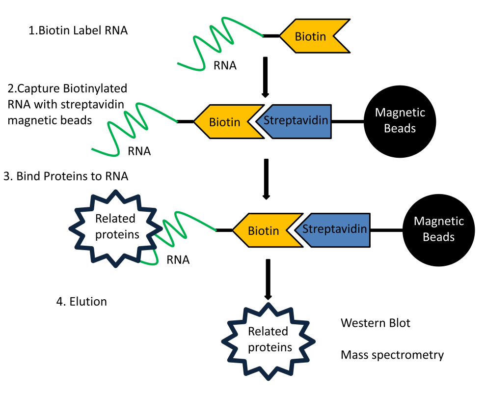 RNA Pulldown实验 | RNA与蛋白结合验证方案医药新闻-ByDrug-一站式医药资源共享中心-医药魔方