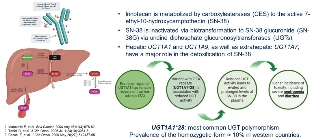 SG治疗mUC，不同UGT1A1基因型患者的安全性表现如何？丨ASCO2023医药新闻-ByDrug-一站式医药资源共享中心-医药魔方