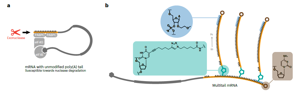 效果增强20倍！多“尾巴”mRNA加强蛋白持久表达，为长效疗法铺路医药新闻-ByDrug-一站式医药资源共享中心-医药魔方
