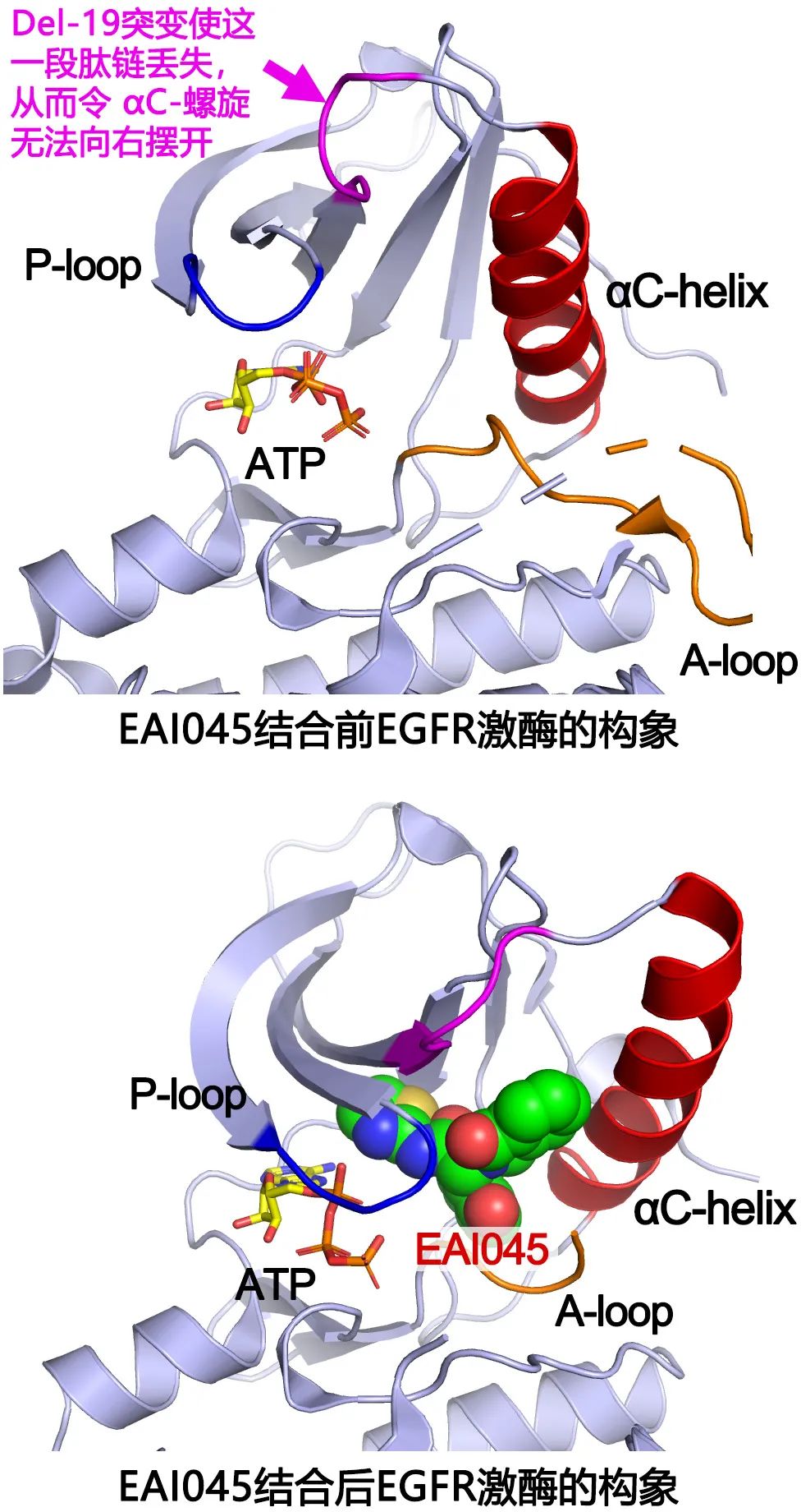 云说 | EGFR · 异位型结合医药新闻-ByDrug-一站式医药资源共享中心-医药魔方