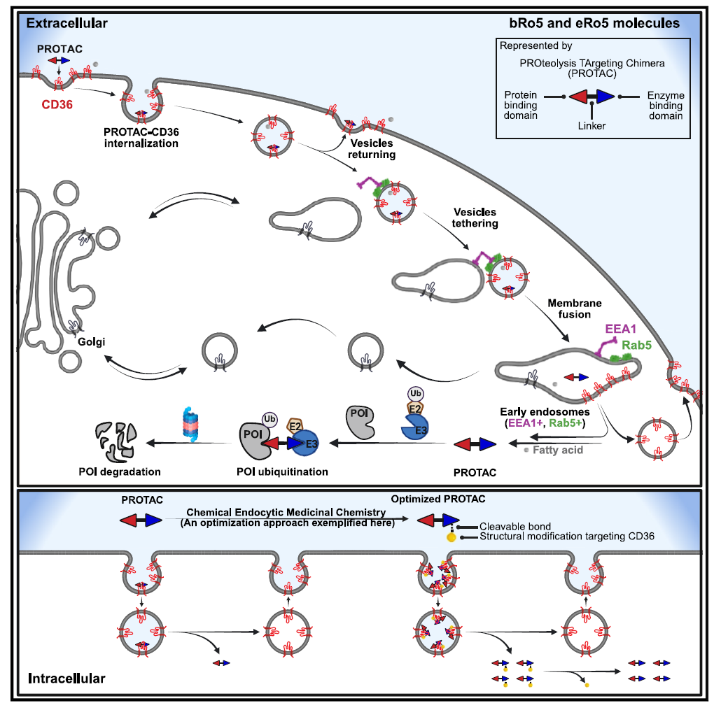 Cell：一篇PROTAC重磅论文医药新闻-ByDrug-一站式医药资源共享中心-医药魔方