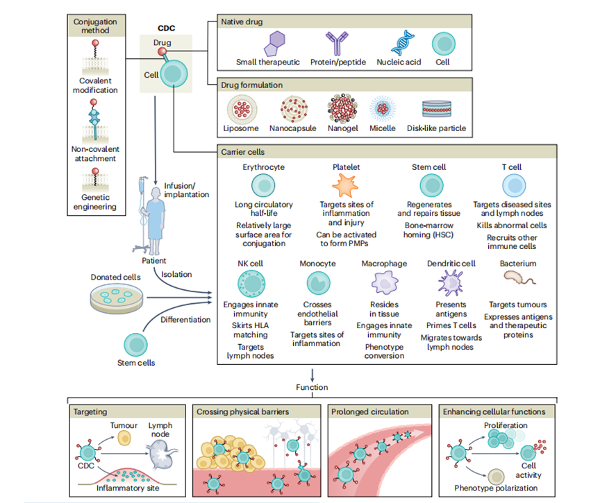 Nature 子刊综述：《Cell-Drug Conjugates》——一种创新药物递送系统医药新闻-ByDrug-一站式医药资源共享中心-医药魔方