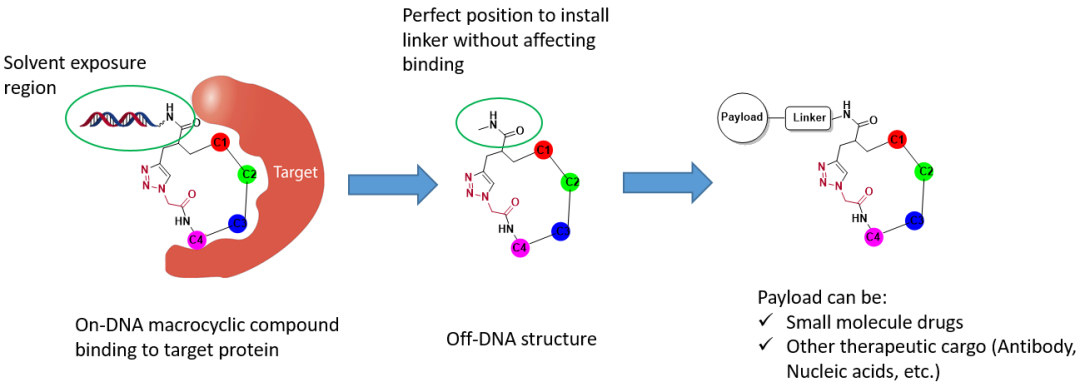DEL for大环化合物医药新闻-ByDrug-一站式医药资源共享中心-医药魔方