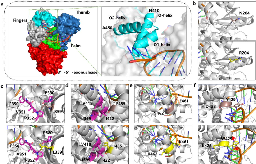 ACS Catalysis：酶定向进化突破！中国团队改造耐热Bst DNA聚合酶，推动LAMP技术升级医药新闻-ByDrug-一站式医药资源共享中心-医药魔方