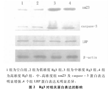 人参皂苷Rg3对人肺腺癌细胞株A549/DDP抑制转移及逆转耐药作用的研究医药新闻-ByDrug-一站式医药资源共享中心-医药魔方