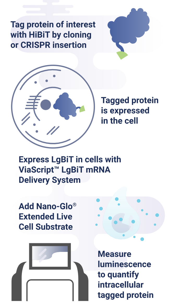 新品 | HiBiT活细胞靶向蛋白降解高效新利器！LgBiT mRNA递送系统医药新闻-ByDrug-一站式医药资源共享中心-医药魔方