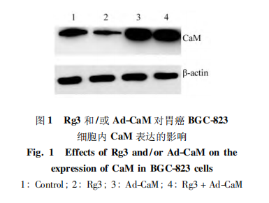 人参皂苷Rg3通过Ca2+/CaM信号系统抑制胃癌BGC-823细胞增殖及其可能的机制医药新闻-ByDrug-一站式医药资源共享中心-医药魔方