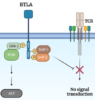 全球新 | 抗BTLA单抗tifcemalimab：肿瘤免疫治疗的潜力药物（上篇）医药新闻-ByDrug-一站式医药资源共享中心-医药魔方