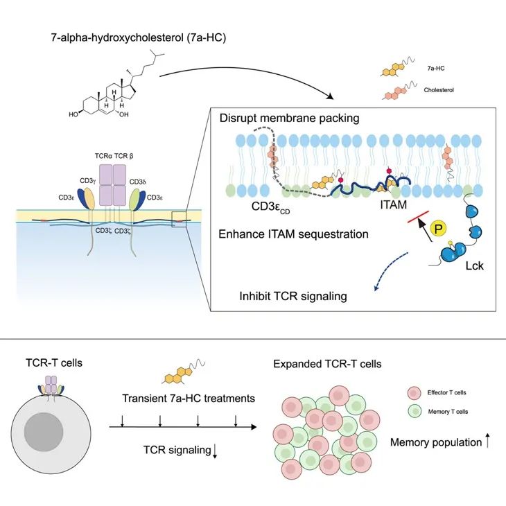 Cell子刊丨发现TCR新调控机制！短期处理TCR-T细胞的长效抗肿瘤功能提升医药新闻-ByDrug-一站式医药资源共享中心-医药魔方