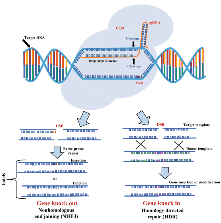 CRISPR/Cas9技术应用之基因敲除医药新闻-ByDrug-一站式医药资源共享中心-医药魔方