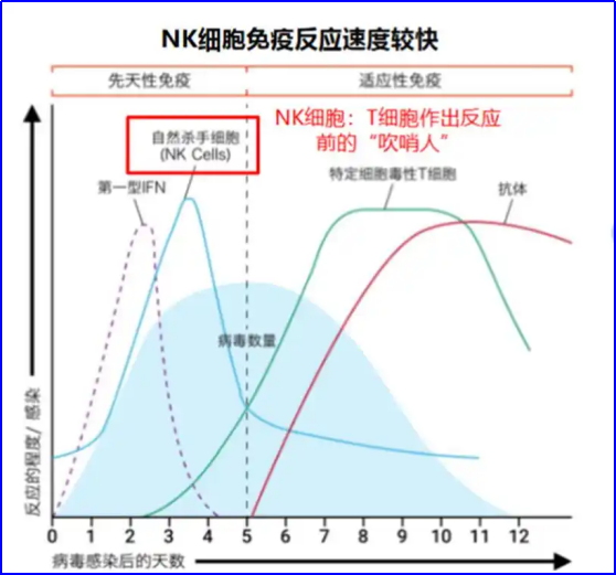 了解不同的免疫细胞---NK细胞和TIL细胞医药新闻-ByDrug-一站式医药资源共享中心-医药魔方