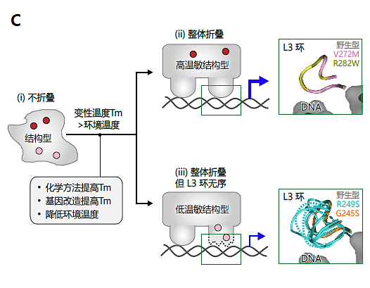 7000字长文：p53药物研发“深刻反思”医药新闻-ByDrug-一站式医药资源共享中心-医药魔方