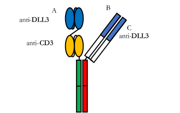 临床进展 I 泽璟制药发布注射用ZG006临床数据及进展医药新闻-ByDrug-一站式医药资源共享中心-医药魔方