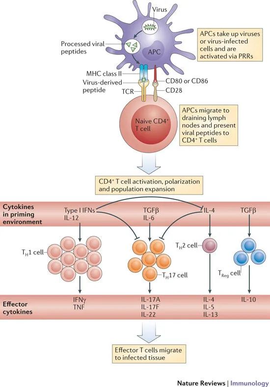 CD4+T细胞在病毒免疫中的作用医药新闻-ByDrug-一站式医药资源共享中心-医药魔方