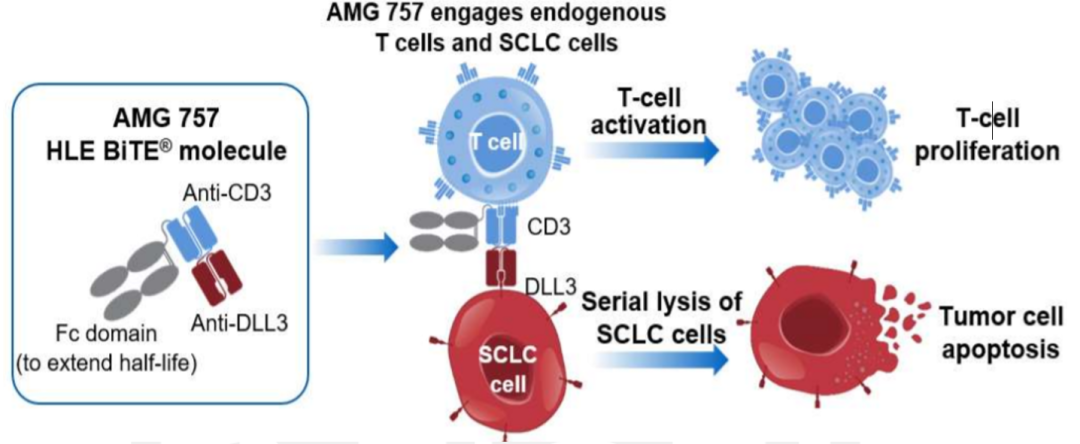 【3671】RATIONALE-312研究重磅公布，替雷利珠单抗联合化疗治疗ES-SCLC 3年生存率高达25%！医药新闻-ByDrug-一站 ...