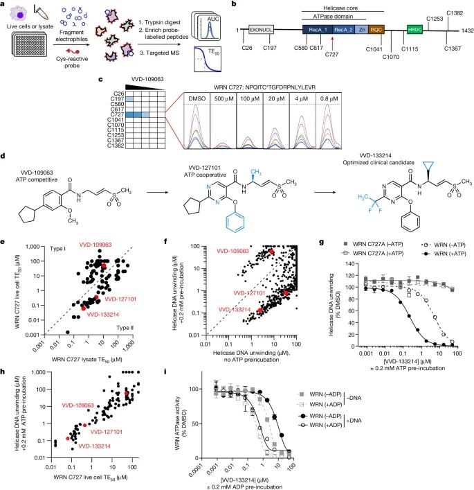 1天2篇Nature！“合成致死”靶点WRN，抗癌潜力无限医药新闻-ByDrug-一站式医药资源共享中心-医药魔方