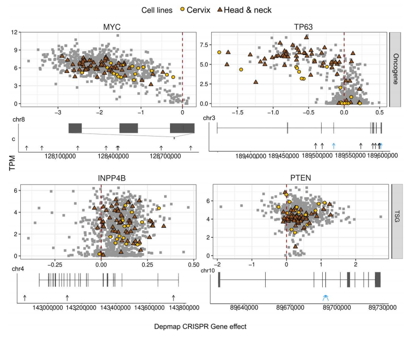 文献解读 | HPV相关肿瘤中HPV DNA整合多位于潜在治疗靶基因位点医药新闻-ByDrug-一站式医药资源共享中心-医药魔方