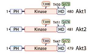 细胞凋亡系列篇【4】抗细胞凋亡的中心枢纽：PI3K/AKT信号通路医药新闻-ByDrug-一站式医药资源共享中心-医药魔方