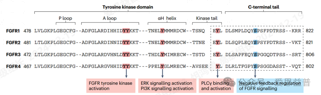 ICE靶标蛋白| FGFR系列蛋白产品医药新闻-ByDrug-一站式医药资源共享中心-医药魔方