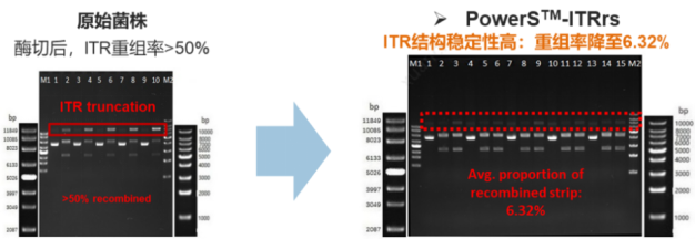 ITR结构对腺相关病毒（AAV）产量的影响医药新闻-ByDrug-一站式医药资源共享中心-医药魔方
