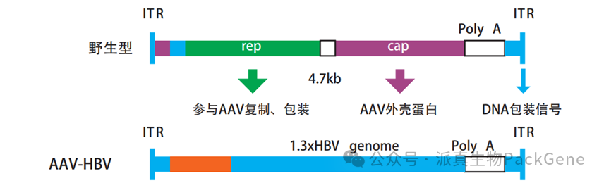 AAV病毒：开启动物模型构建新篇章医药新闻-ByDrug-一站式医药资源共享中心-医药魔方