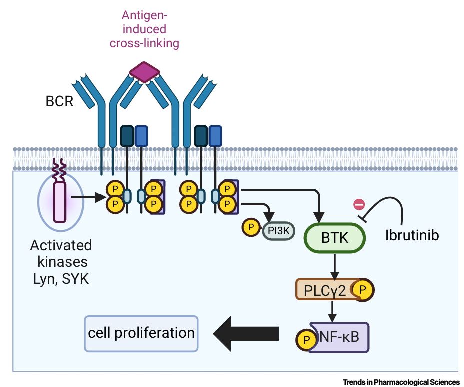 BTK，从肿瘤“卷”向自免医药新闻-ByDrug-一站式医药资源共享中心-医药魔方