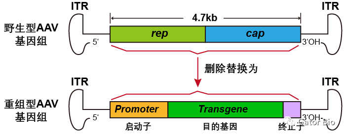一文读懂AAV基因治疗医药新闻-ByDrug-一站式医药资源共享中心-医药魔方
