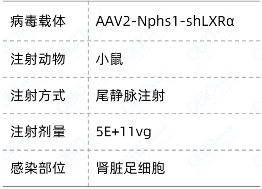 【on-target】AAV感染肾脏 | 血清型·启动子·注射用量 | 一篇就GO了！医药新闻-ByDrug-一站式医药资源共享中心-医药魔方