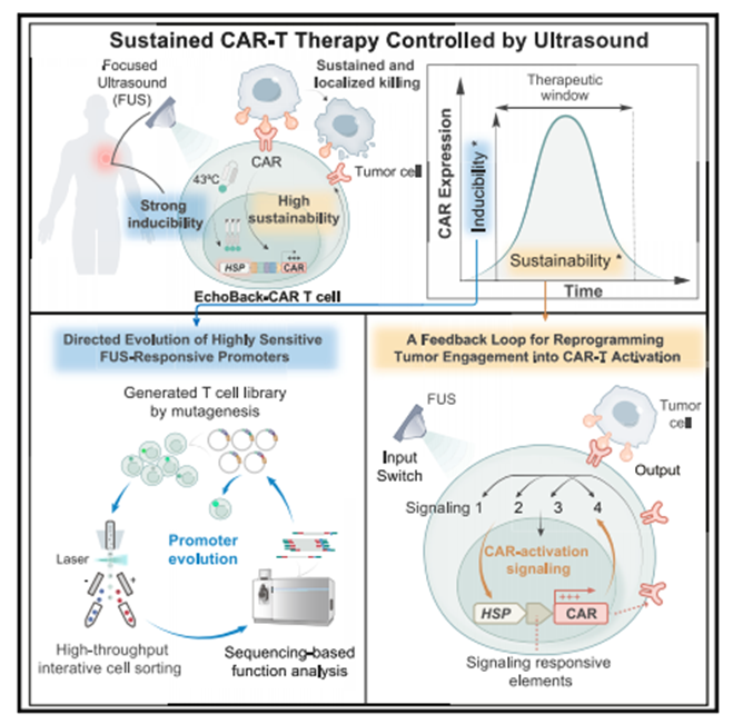 Cell重磅：南加州大学华人团队开发超声可控CAR-T细胞疗法，精准长效剿灭实体瘤医药新闻-ByDrug-一站式医药资源共享中心-医药魔方
