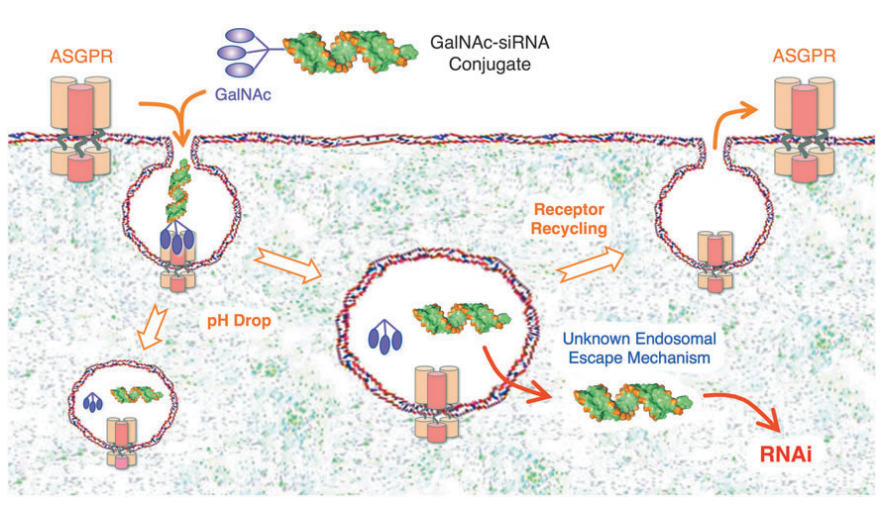 ASGPR：GaINAc-siRNA药物实现肝内靶向递送的关键靶点医药新闻-ByDrug-一站式医药资源共享中心-医药魔方