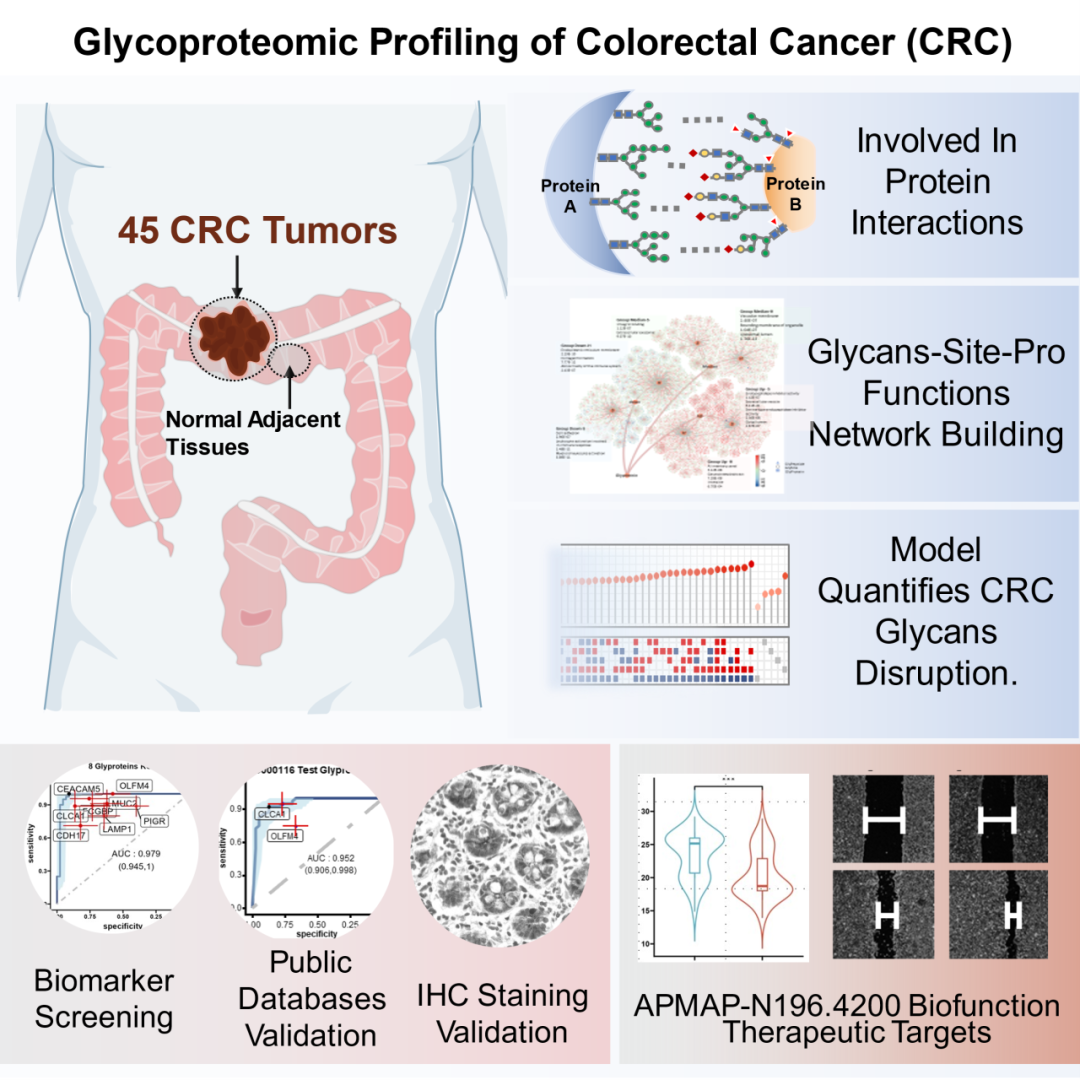 Adv Sci | 上海药物所合作揭示结直肠癌完整N-糖基化代谢特征及临床意义医药新闻-ByDrug-一站式医药资源共享中心-医药魔方