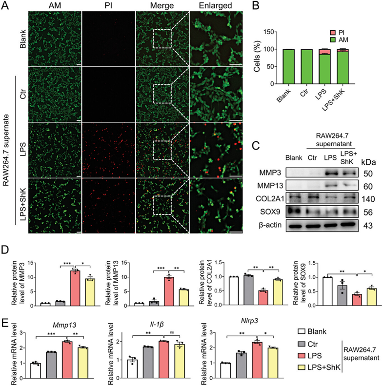 Adv Sci丨钾通道Kv1.3—OA 的潜在治疗靶点医药新闻-ByDrug-一站式医药资源共享中心-医药魔方